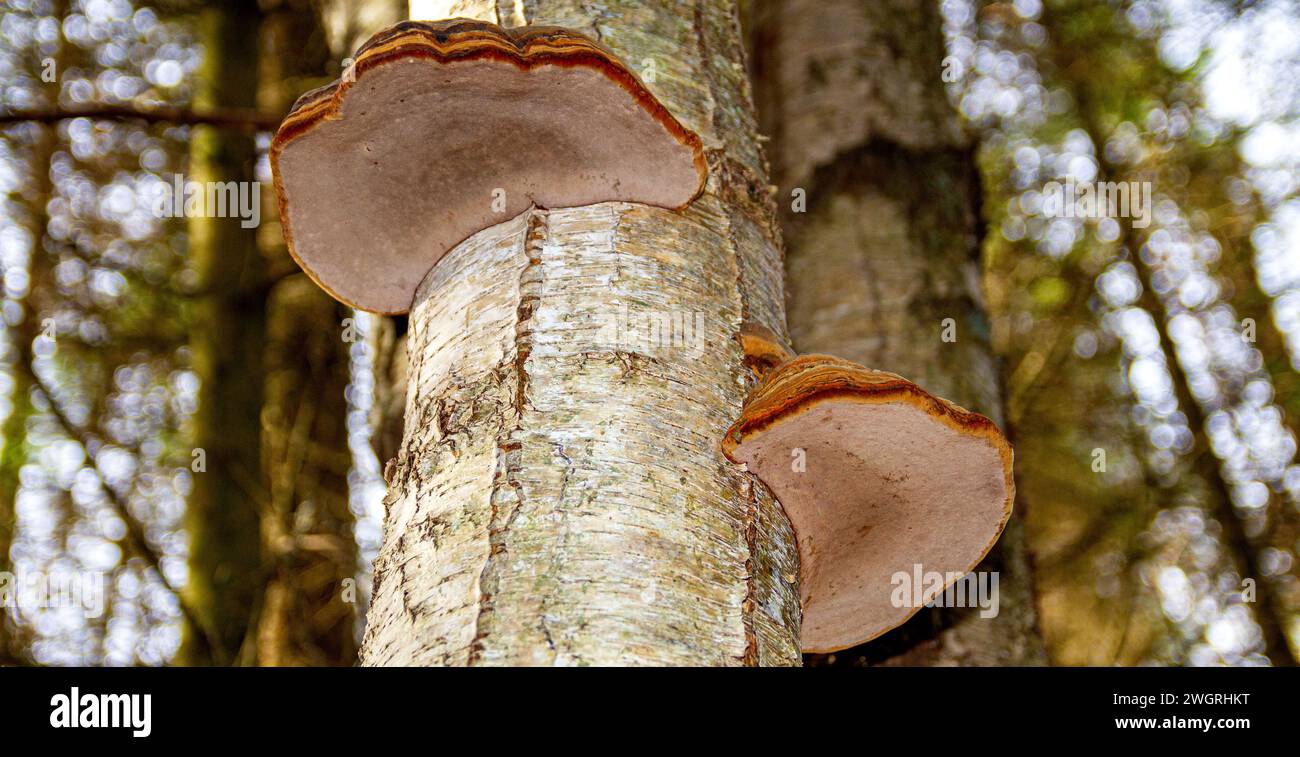 Bracket fungi growing on trees inside Templeton Woods in Dundee ...