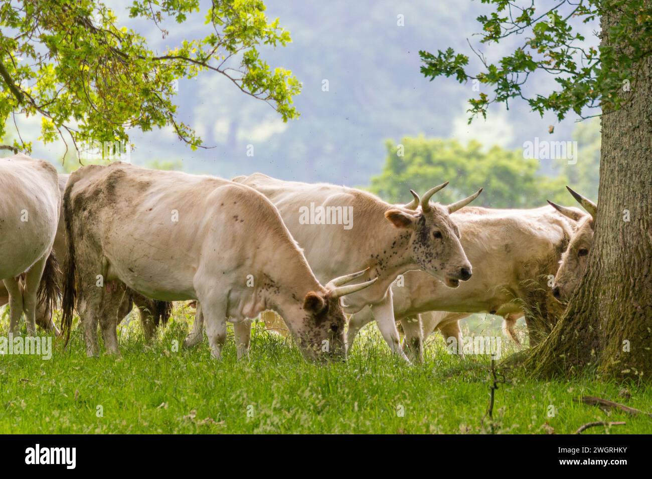 Wild Cattle of Chillingham Stock Photo - Alamy