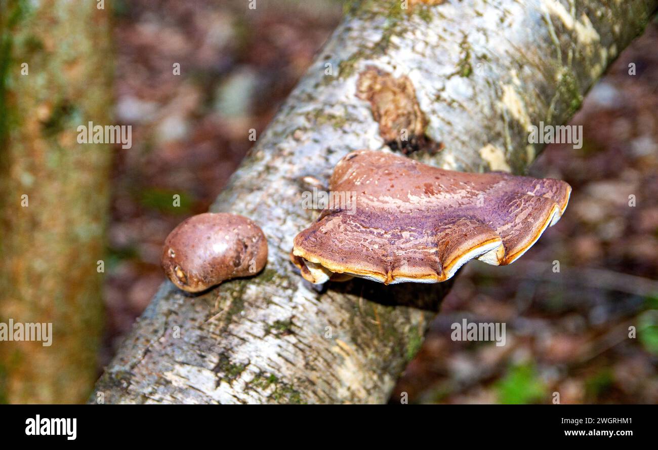 Bracket fungi growing on trees inside Templeton Woods in Dundee ...