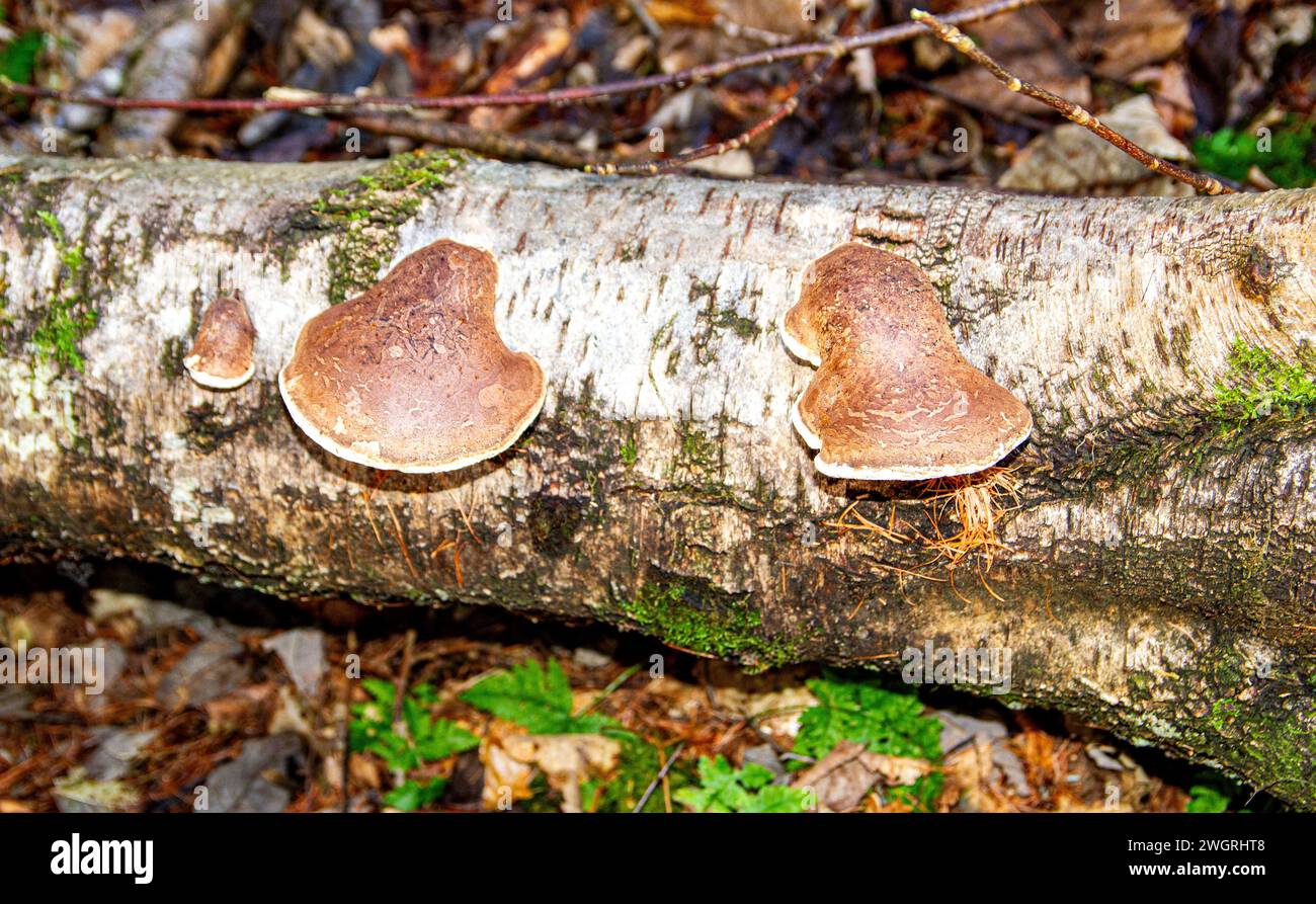 Bracket fungi growing on trees inside Templeton Woods in Dundee ...