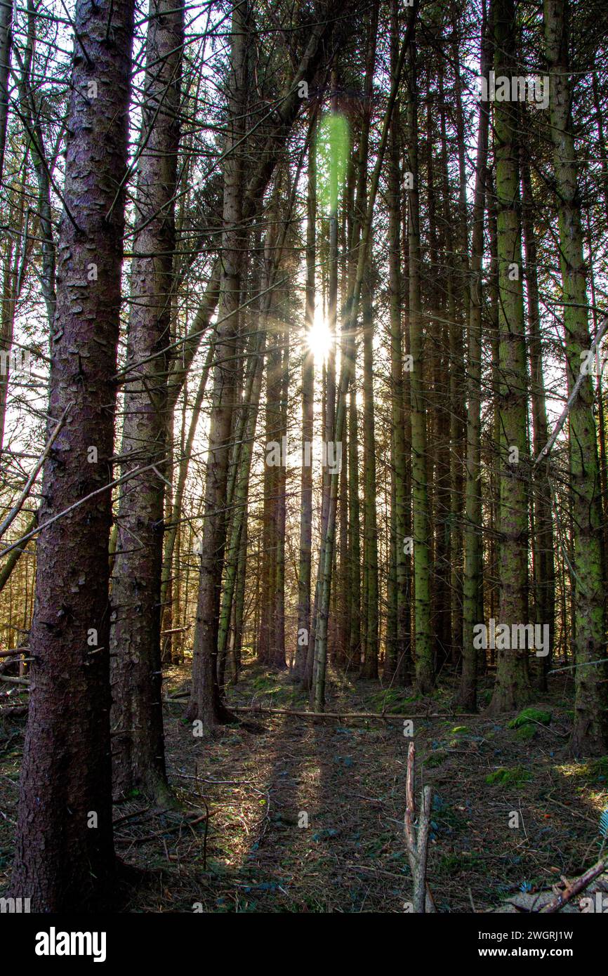 Forestry dundee hi-res stock photography and images - Alamy