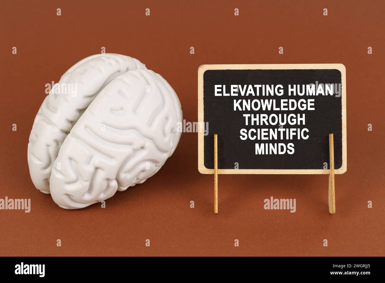 On a brown background, a model of the brain and a sign with the ...