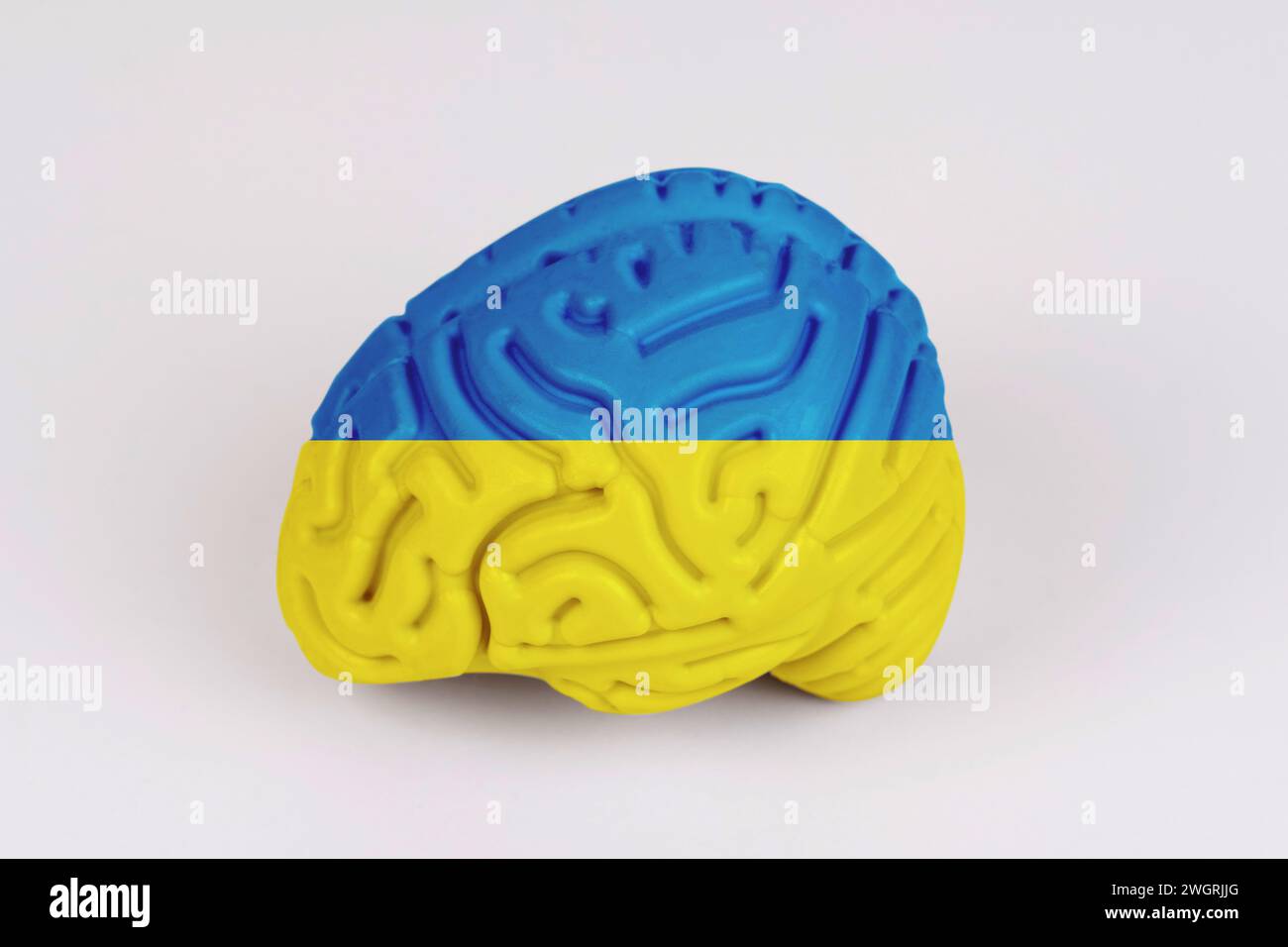 On a white background, a model of the brain with a picture of a flag ...