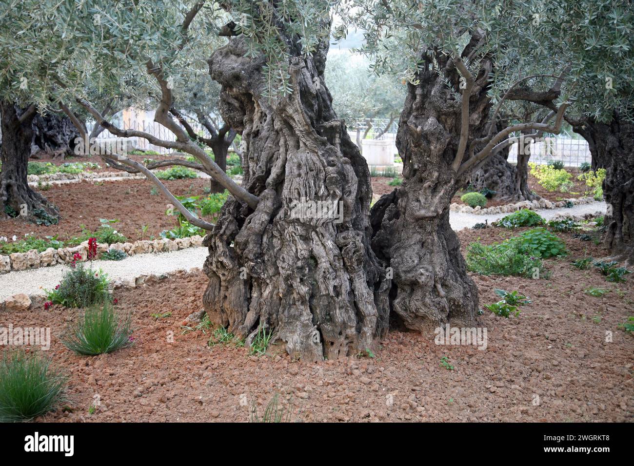 Olive trees in famous Garden of Gethsemane Jerusalem, Israel Stock ...