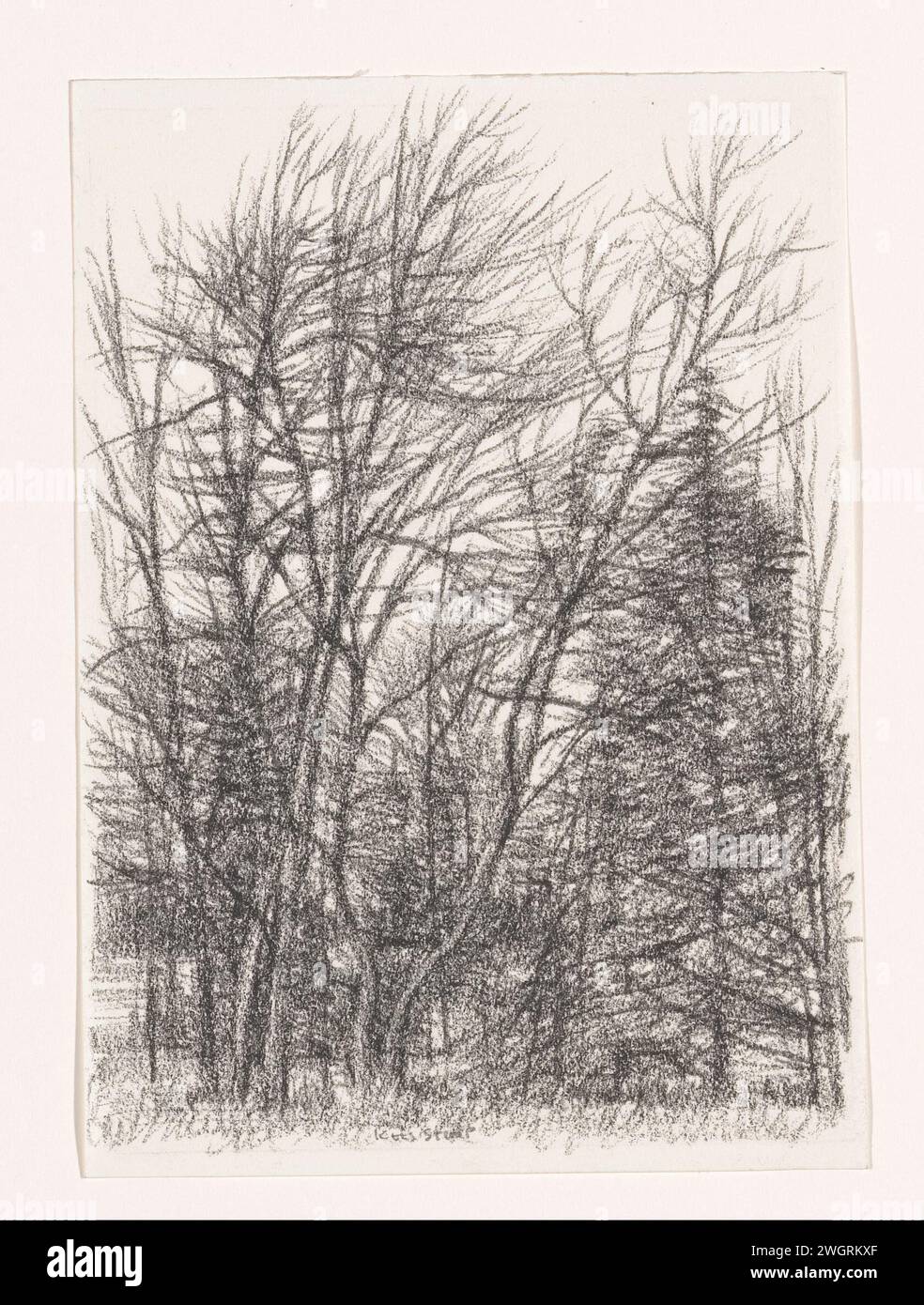 Trees without leaf, 1939 - 2009 drawing paper. groups of trees Stock ...