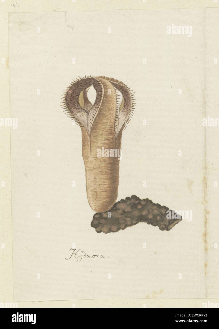 Hydnora africana Thunb. (Jackal-food plant), 1777 - 1786 drawing ...