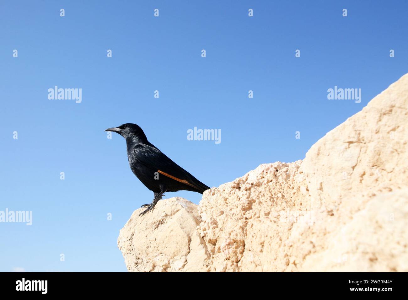 A bird sits on the ruins at Masada, an ancient Jewish fortress in ...