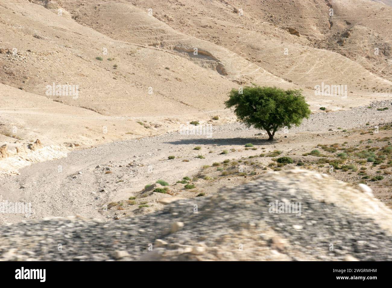 Tree in the desert of Judea, Israel Stock Photo - Alamy