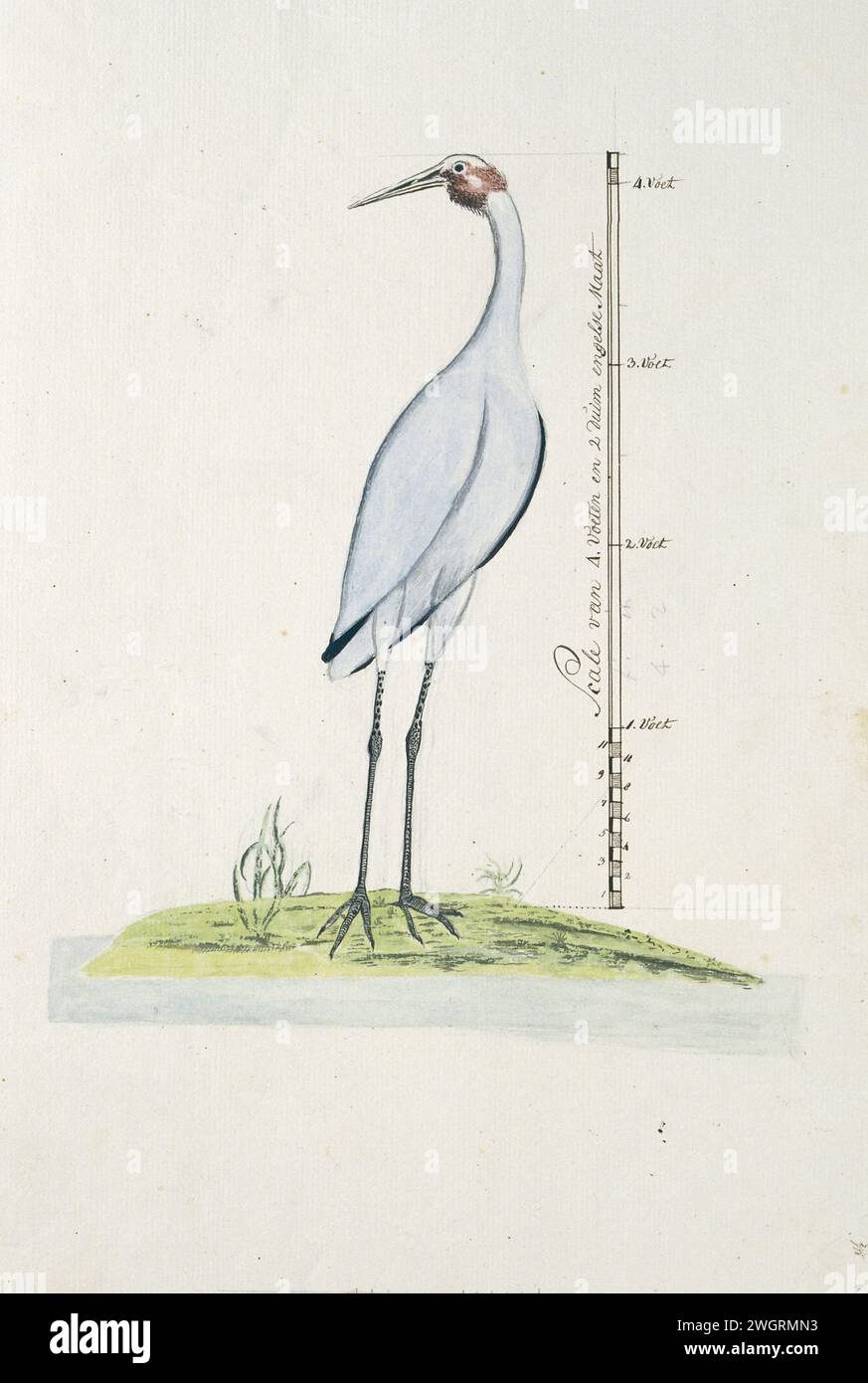 Antigone rubyunda (Brolga, or Australian Crane), 1770 - 1780 drawing ...