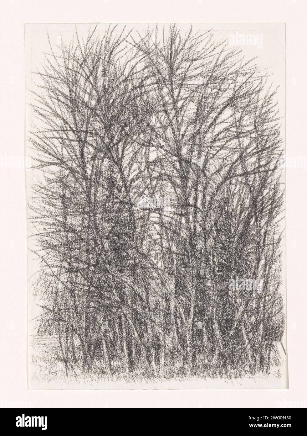 Trees without leaf, 1939 - 2009 drawing paper. groups of trees Stock ...