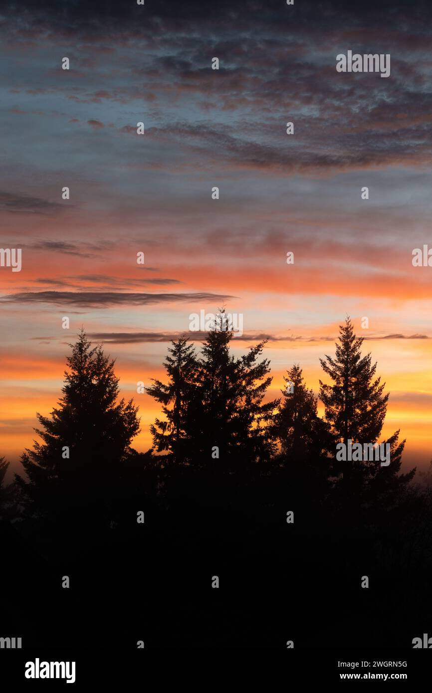 Beautiful sunrise over trees, in Eugene, Oregon Stock Photo - Alamy