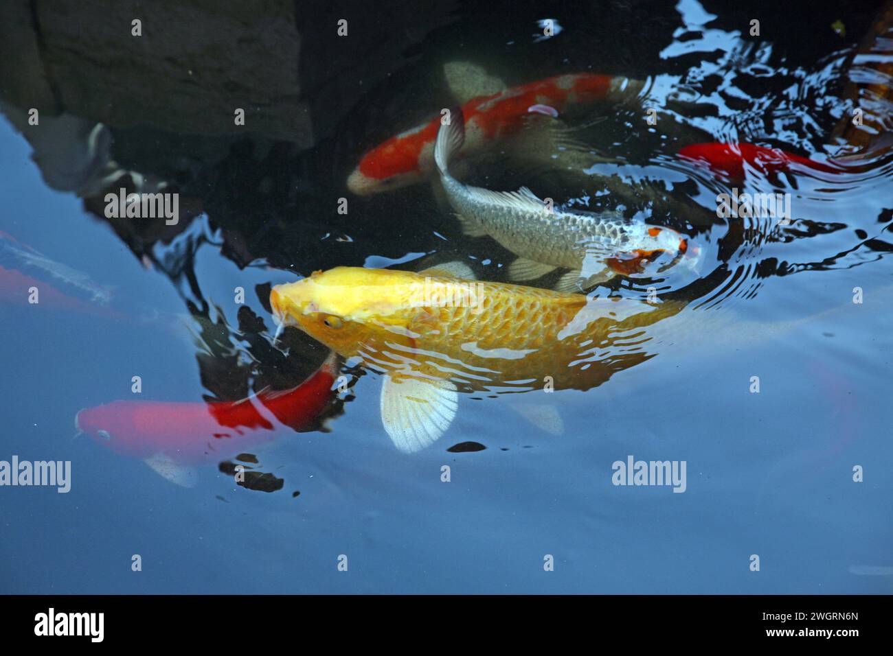 Japanese Carp Fish in the pool in front of the Church of the ...