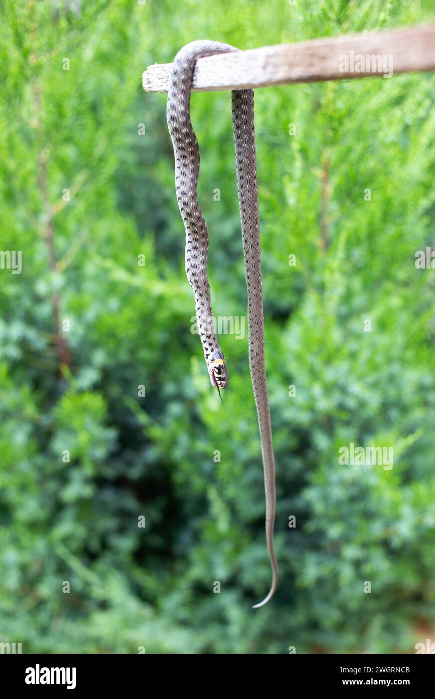 A snake with yellow spots on its head is hanging on a pole. Removing a ...