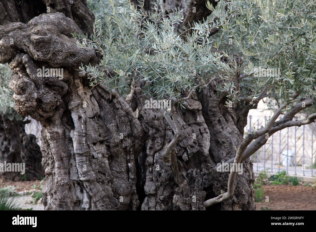 Olive trees in famous Garden of Gethsemane Jerusalem, Israel Stock ...