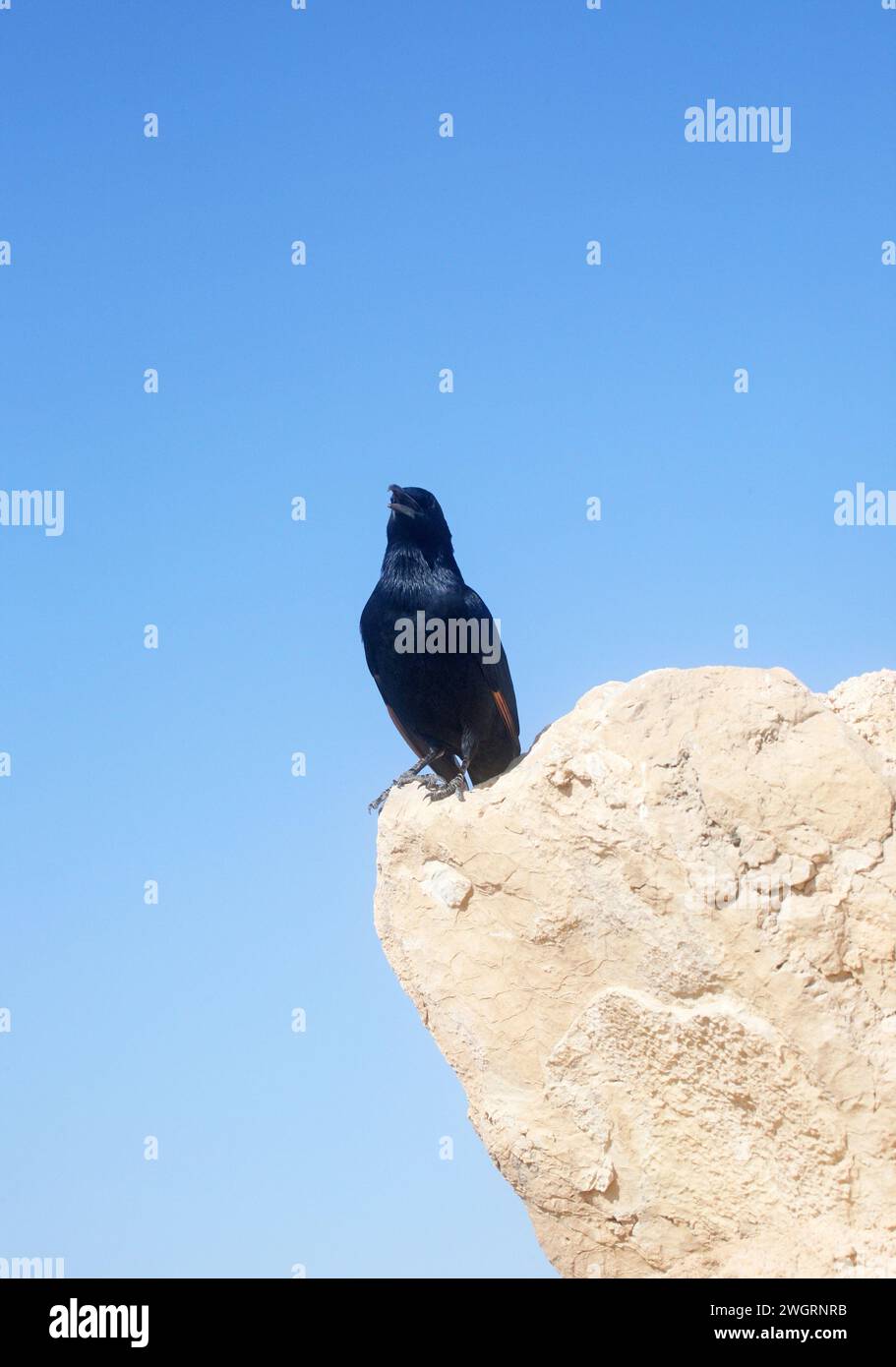 A bird sits on the ruins at Masada, an ancient Jewish fortress in ...