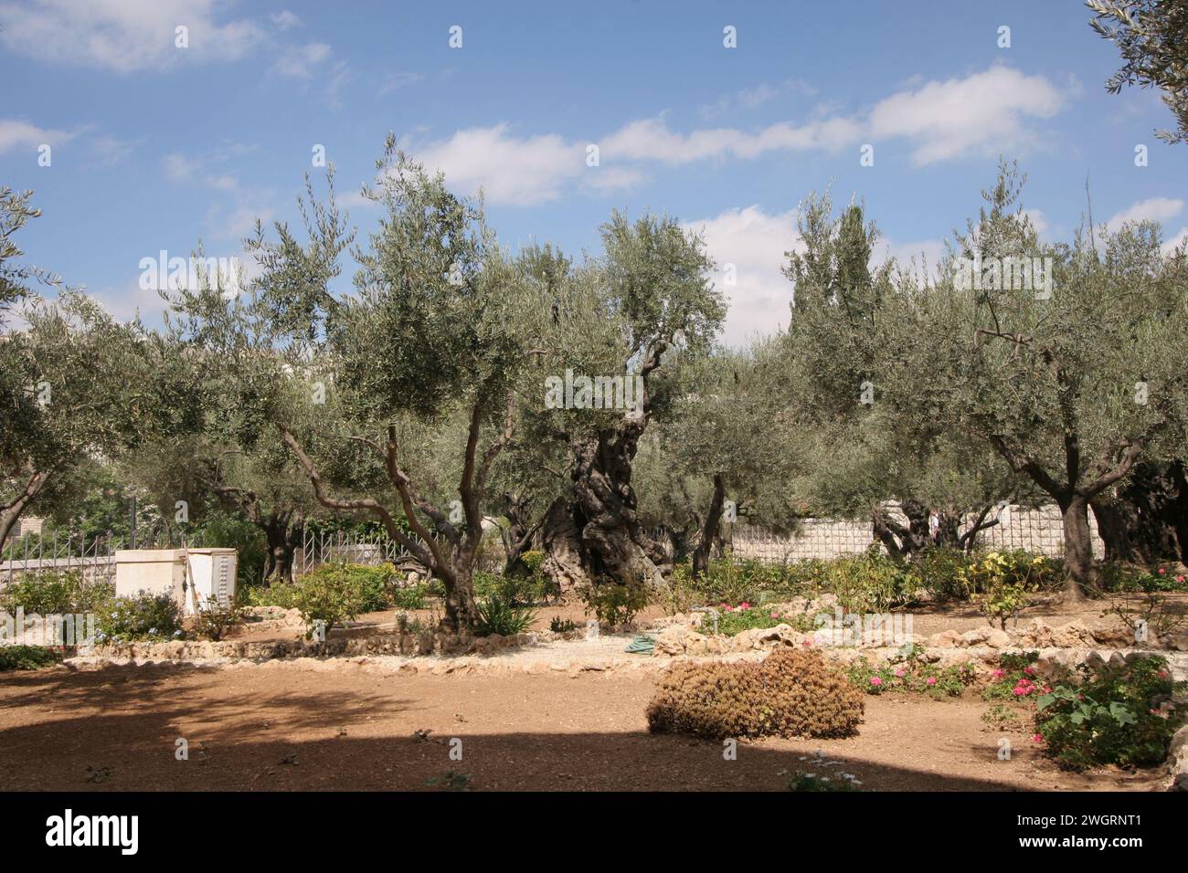Olive trees in famous Garden of Gethsemane Jerusalem, Israel Stock ...