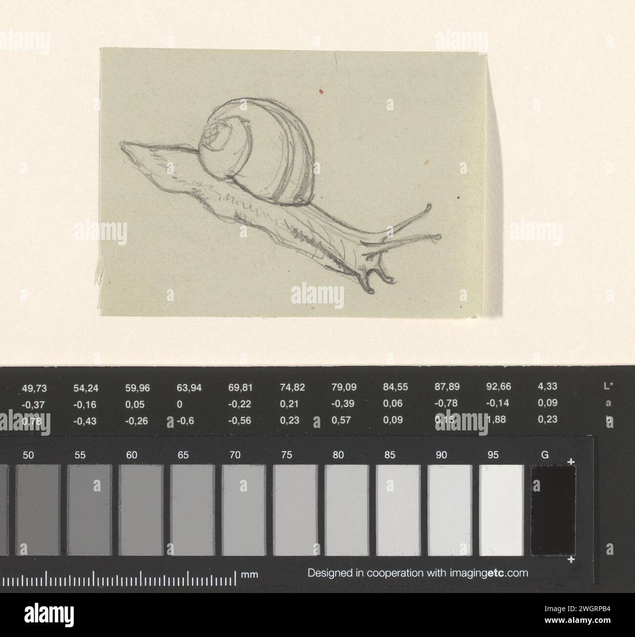 Slak, Julie de Graag, 1887 - 1924 drawing paper. pencil molluscs: snail Stock Photo - Alamy