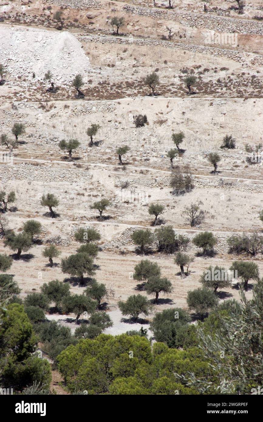 Olive tree grove between Bethlehem and Jerusalem, Israel Stock Photo ...