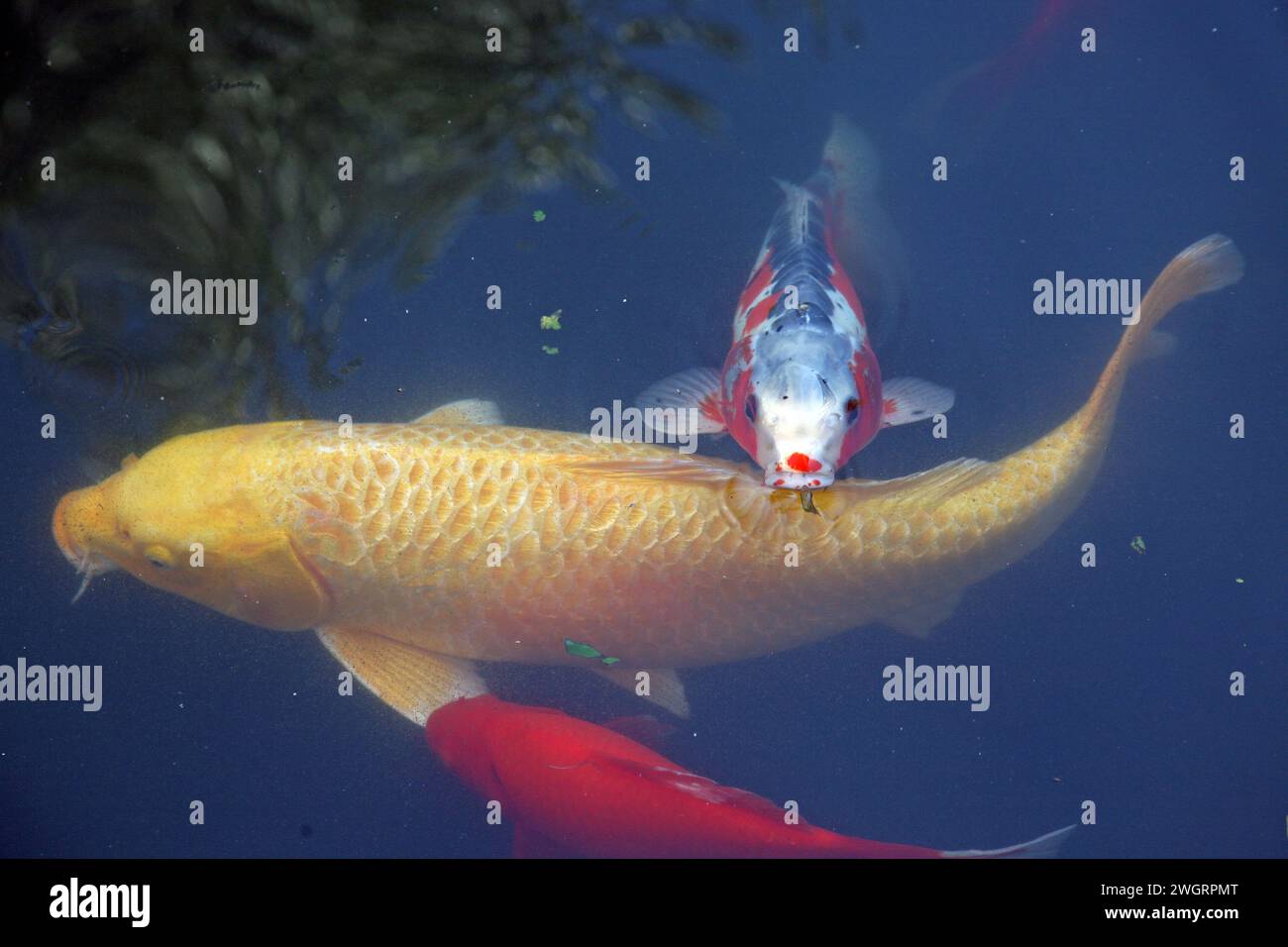 Japanese Carp Fish in the pool in front of the Church of the ...