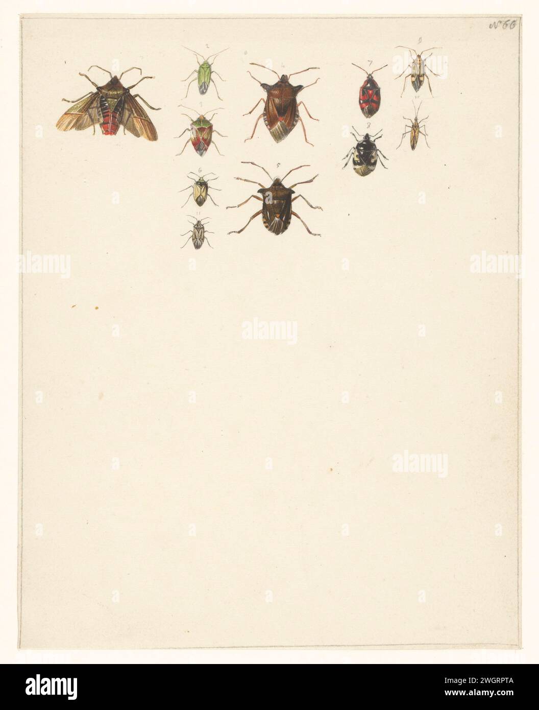 Study sheet with eleven different beetles, Albertus Steenbergen, 1824 ...