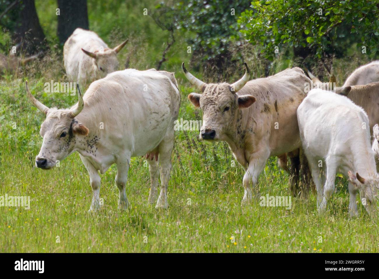 Wild Cattle of Chillingham Stock Photo - Alamy