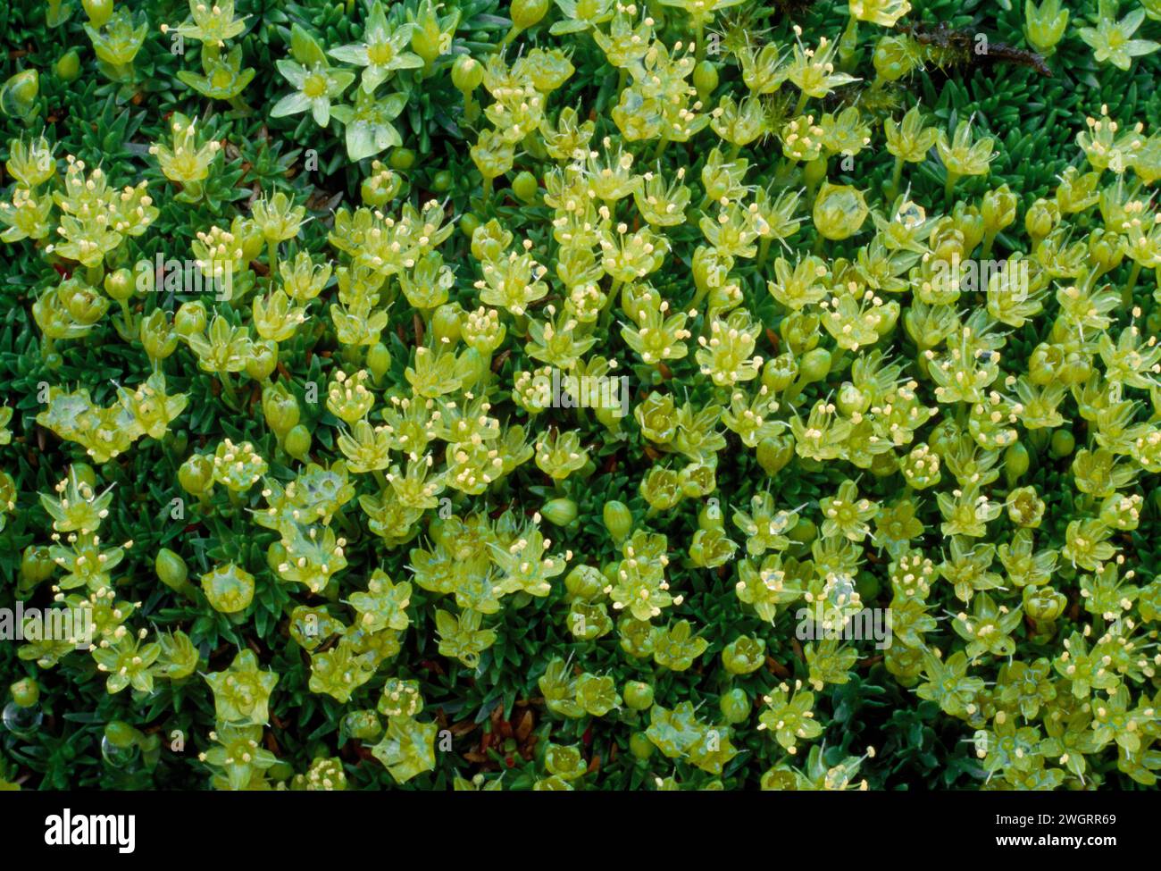 Procumbent alpine hi-res stock photography and images - Alamy