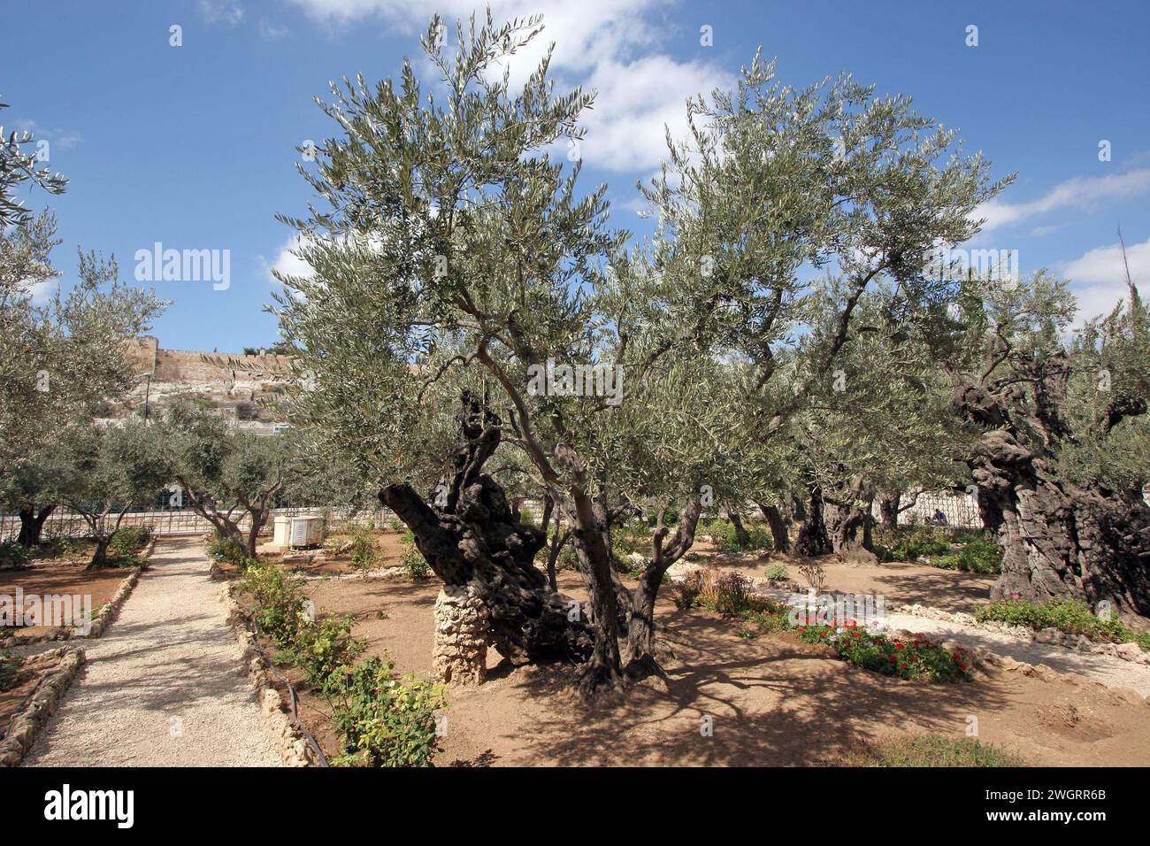 Olive trees in famous Garden of Gethsemane Jerusalem, Israel Stock ...