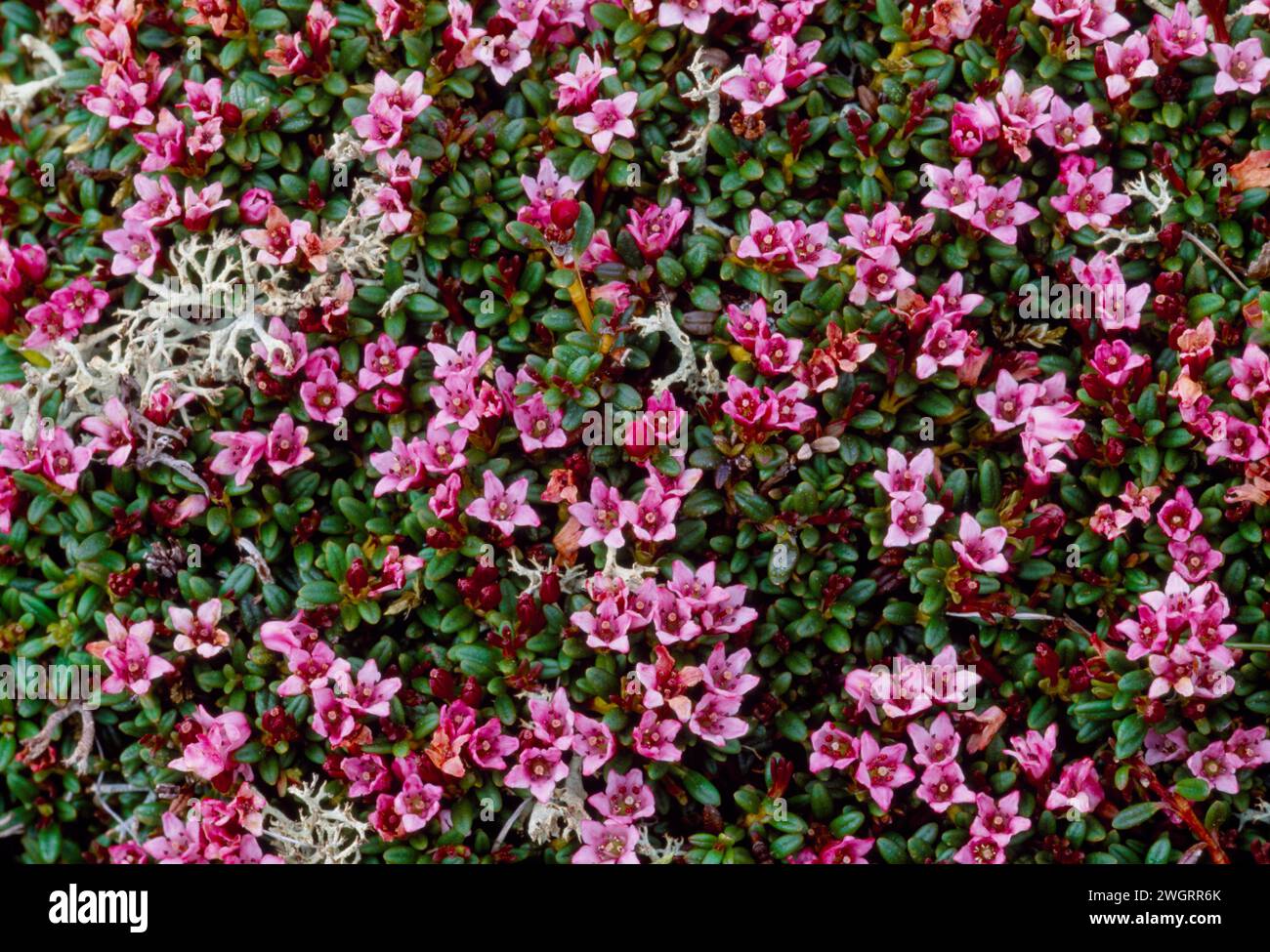 Trailing / Mountain Azalea (Loiseleuria procumbens), Cairnwell ...