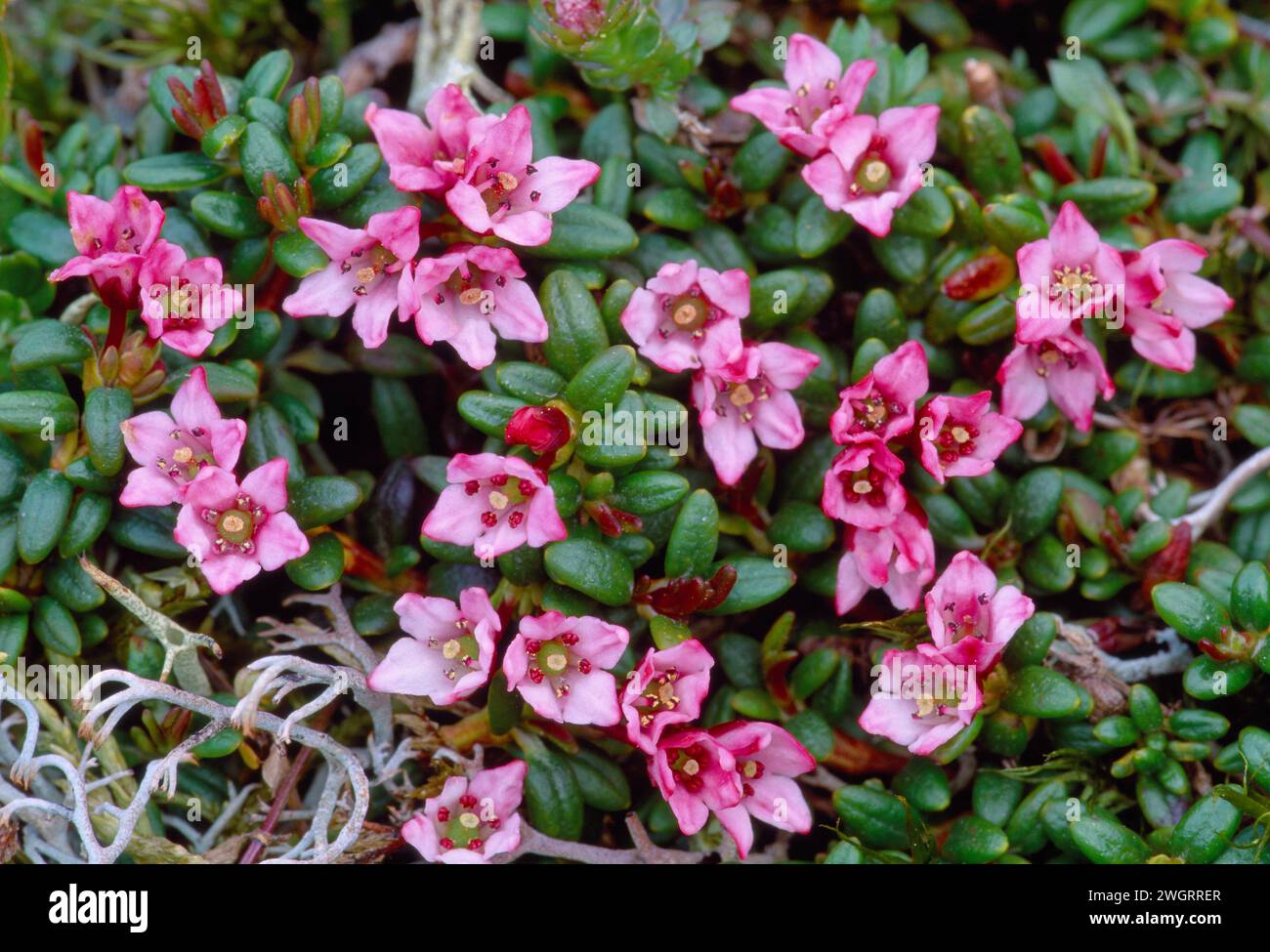Trailing plants hi-res stock photography and images - Alamy