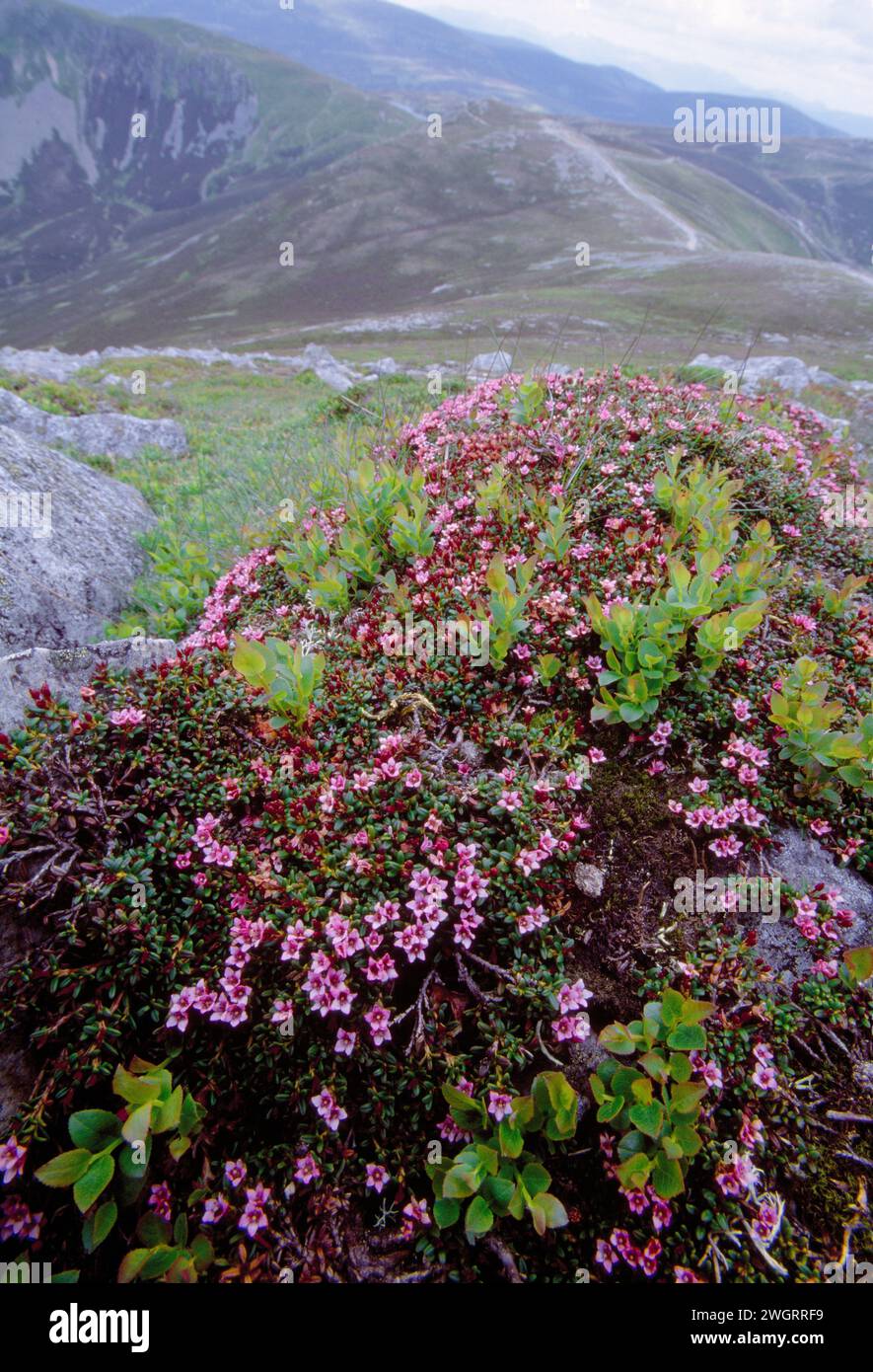 Trailing / Mountain Azalea (Loiseleuria procumbens) gowing with ...