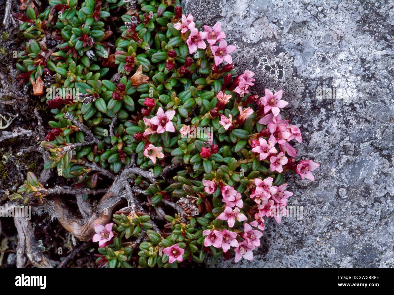 Trailing / Mountain Azalea (Loiseleuria procumbens) growing at Glenshee ...