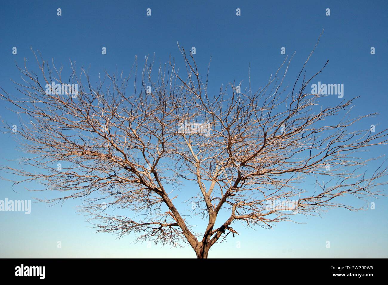 Leafless tree by the side of the Israeli highway beside the Dead Sea ...