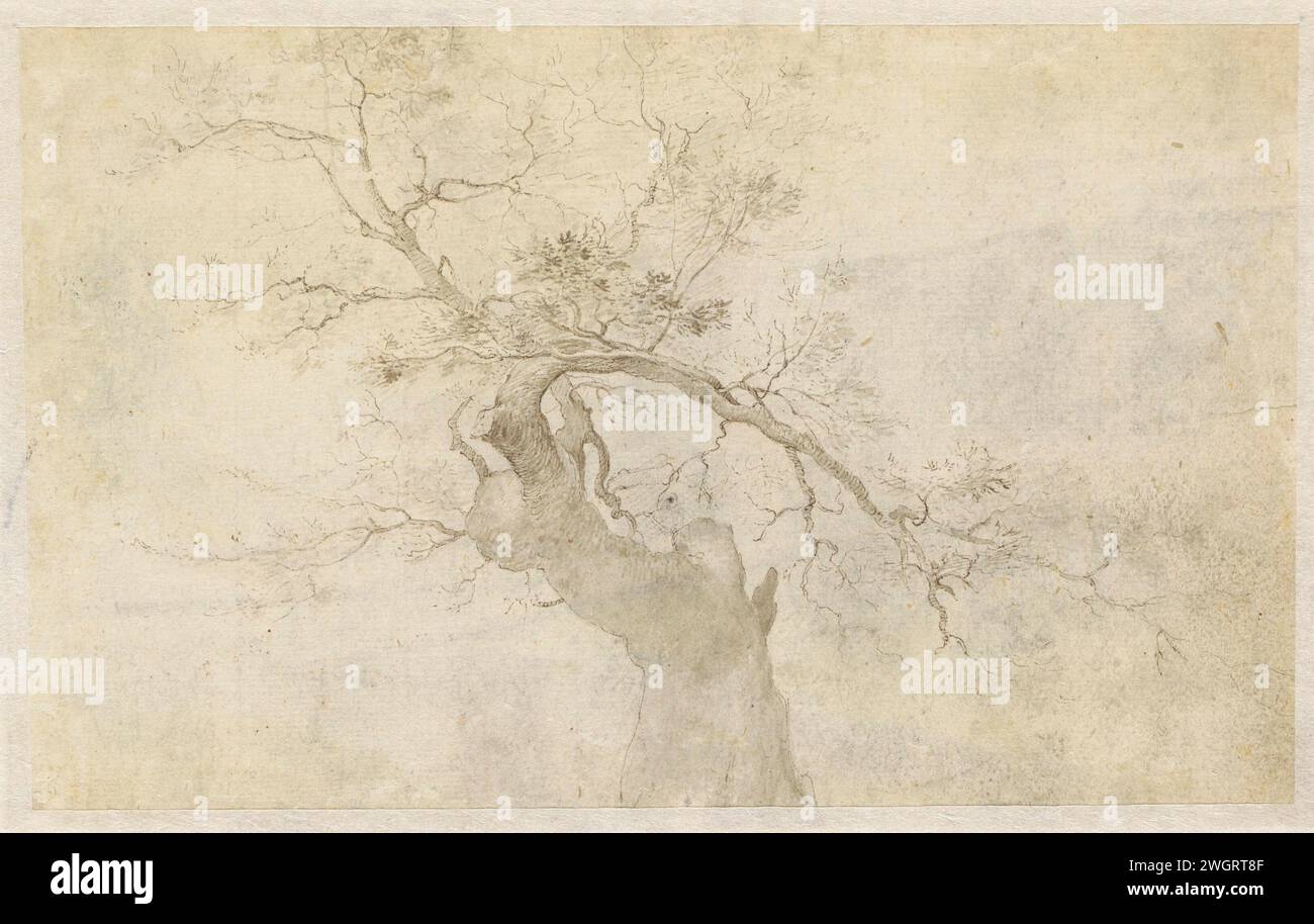 Study of a knots tree, c. 1603 drawing paper. ink brush / pen trees ...
