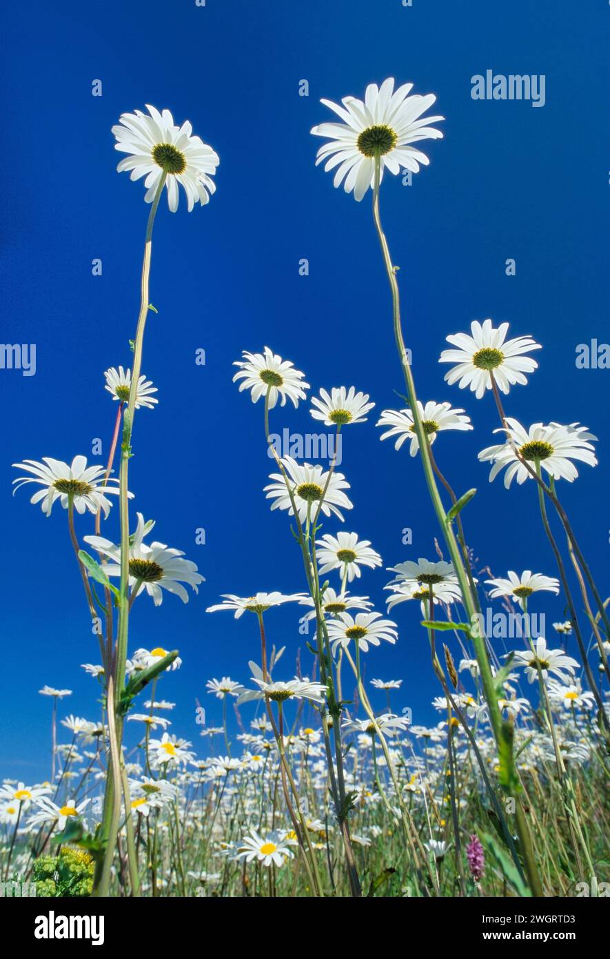 Ox-eye Daisies (Leucanthemum vulgare) photographed from low viewpoint ...