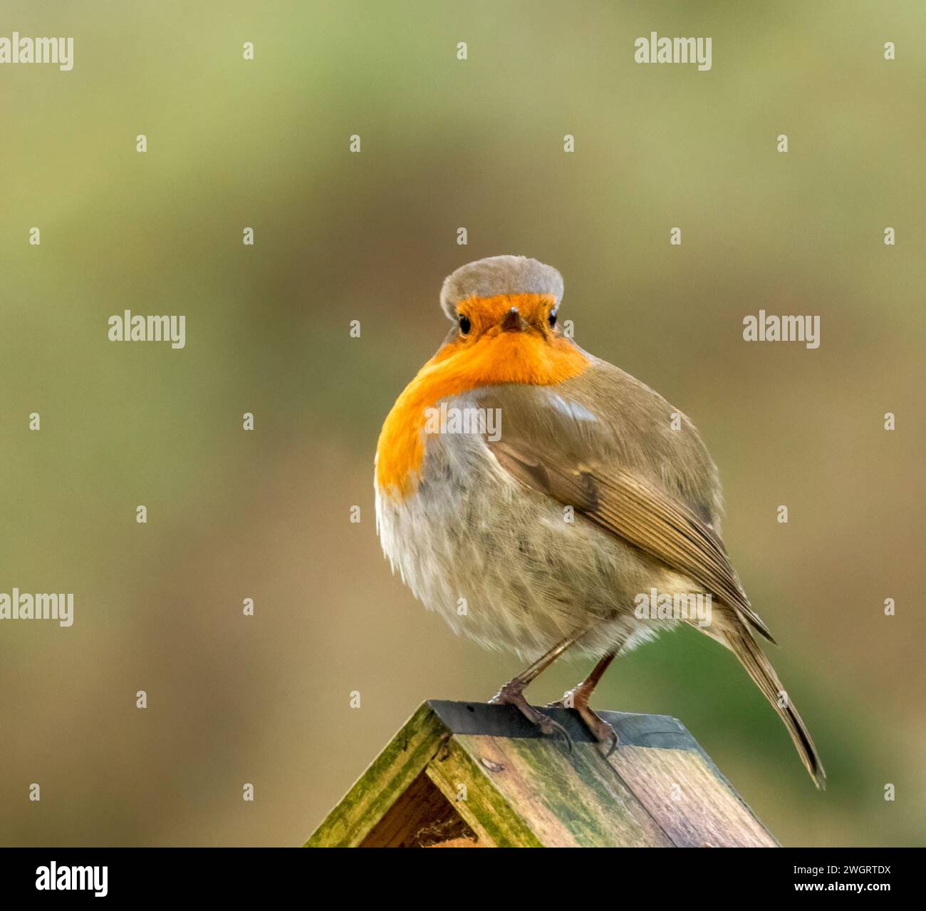 Little red robin hi-res stock photography and images - Alamy