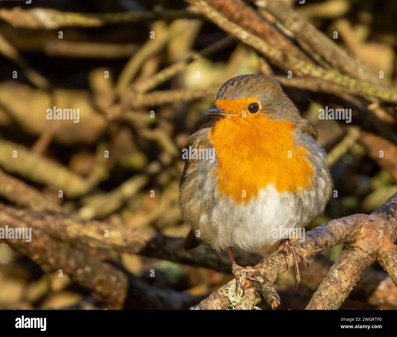 Little red robin hi-res stock photography and images - Alamy