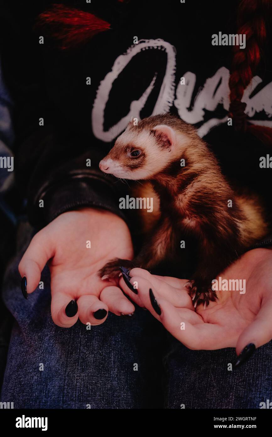 Ferret, Harajuku Zoo Land, Tokyo, Japan Stock Photo - Alamy