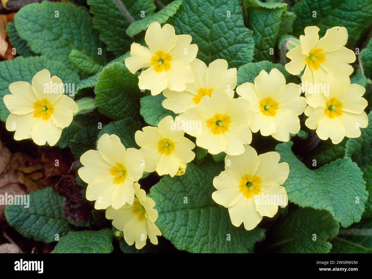 Primrose (Primula vulgaris) on floor of decidious woodland ...