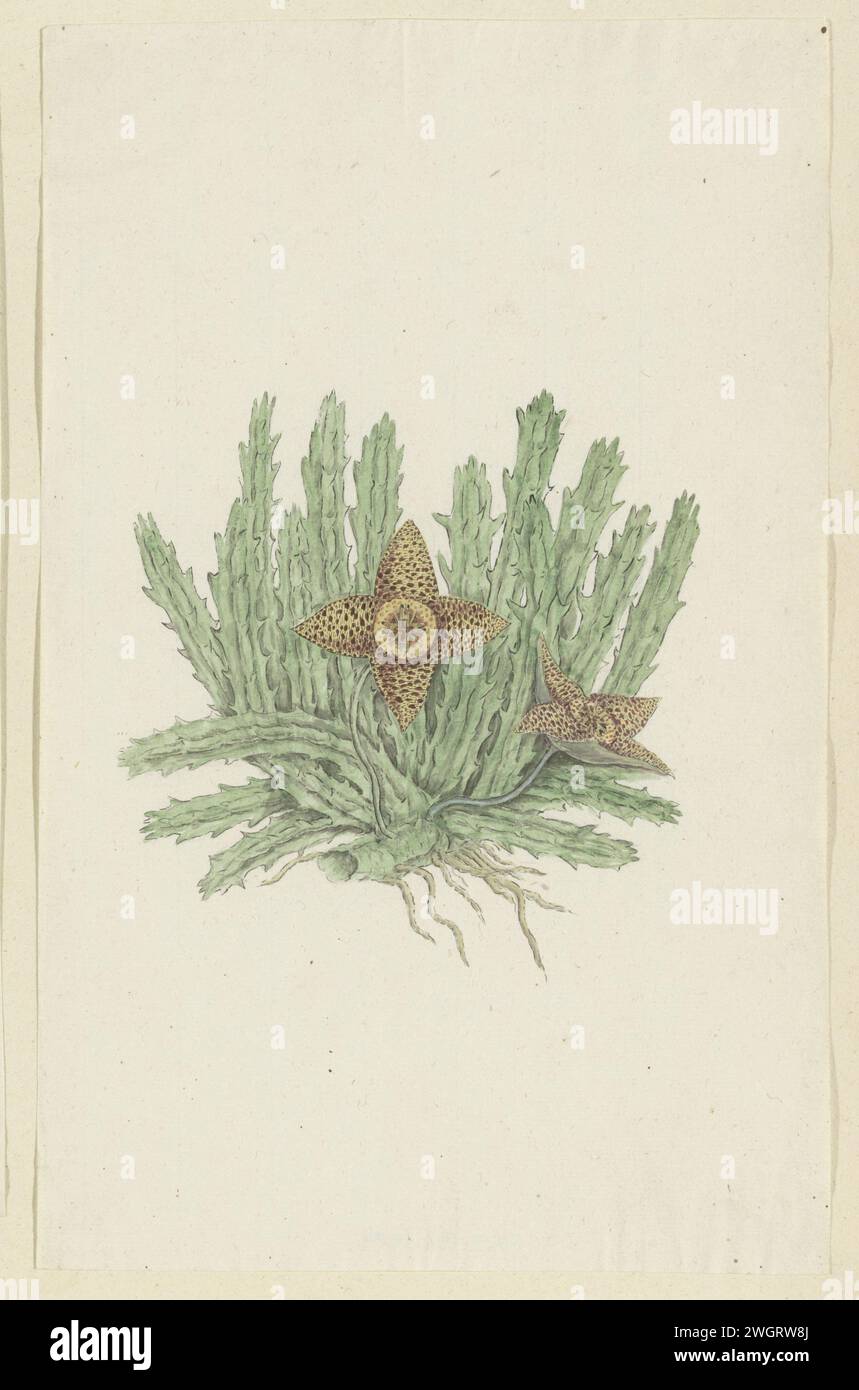 Huernia namaquensis hi-res stock photography and images - Alamy