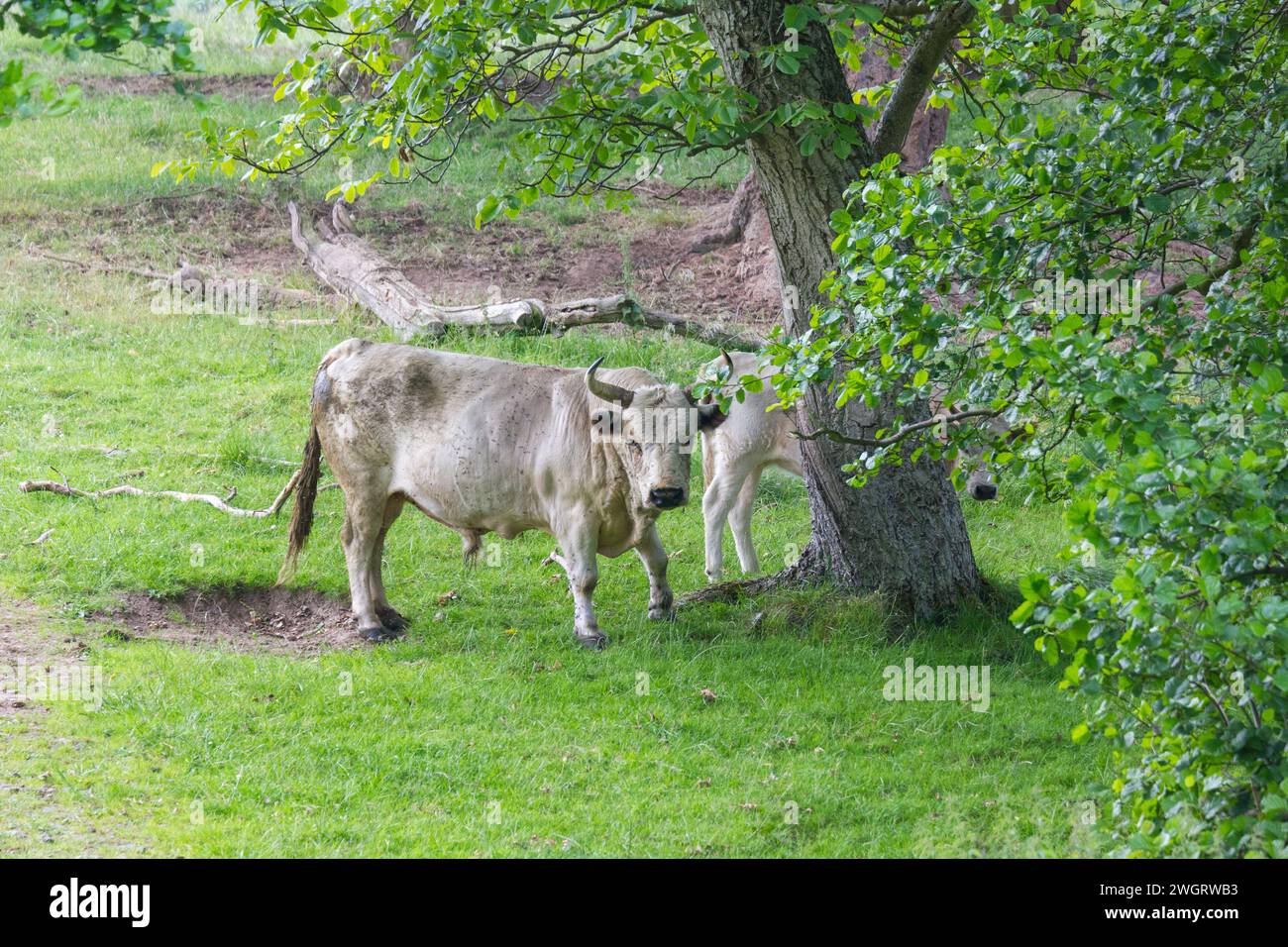 Wild Cattle of Chillingham Stock Photo - Alamy