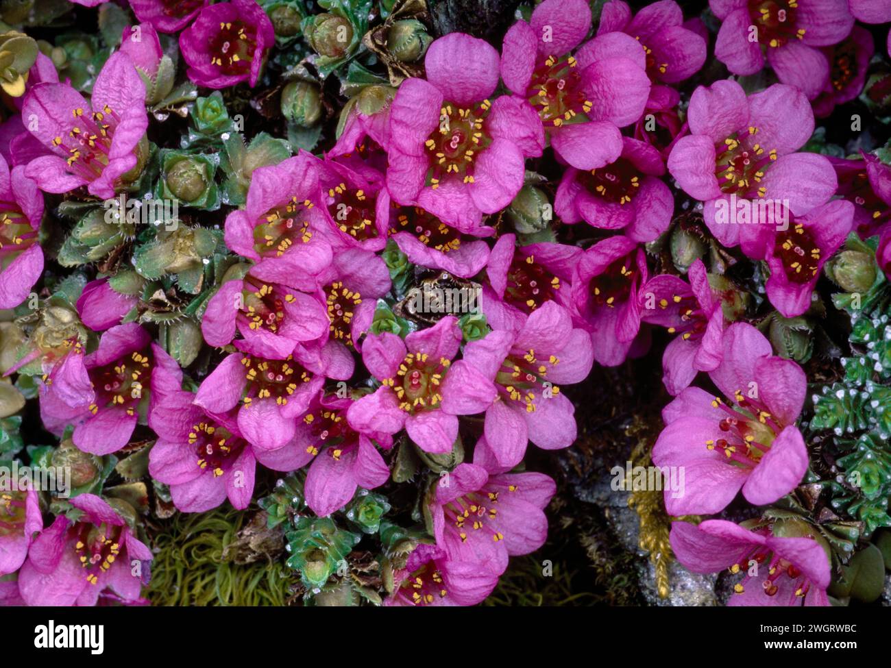 Purple saxifrage scotland hi-res stock photography and images - Alamy