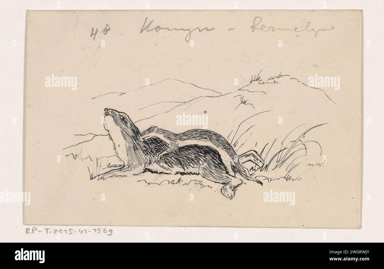 Hermelijn, Henri Verstijnen, 1892 - 1940 drawing cardboard. ink. pencil ...