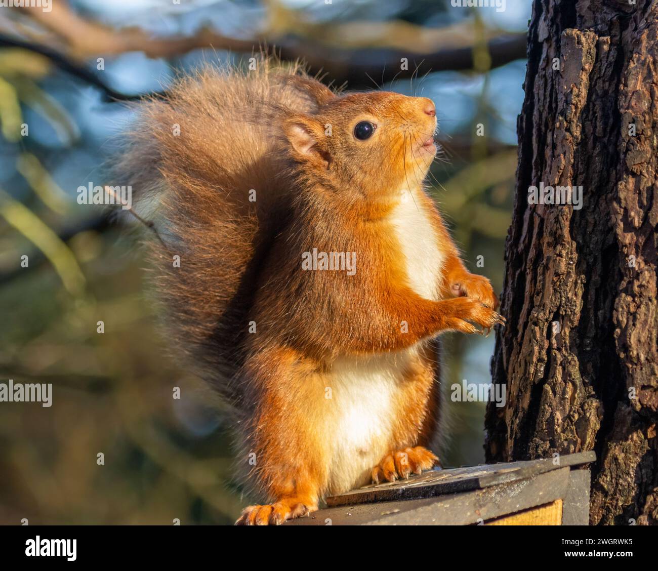 Curious little scottish re squirrel in the woodland in the sunshine ...