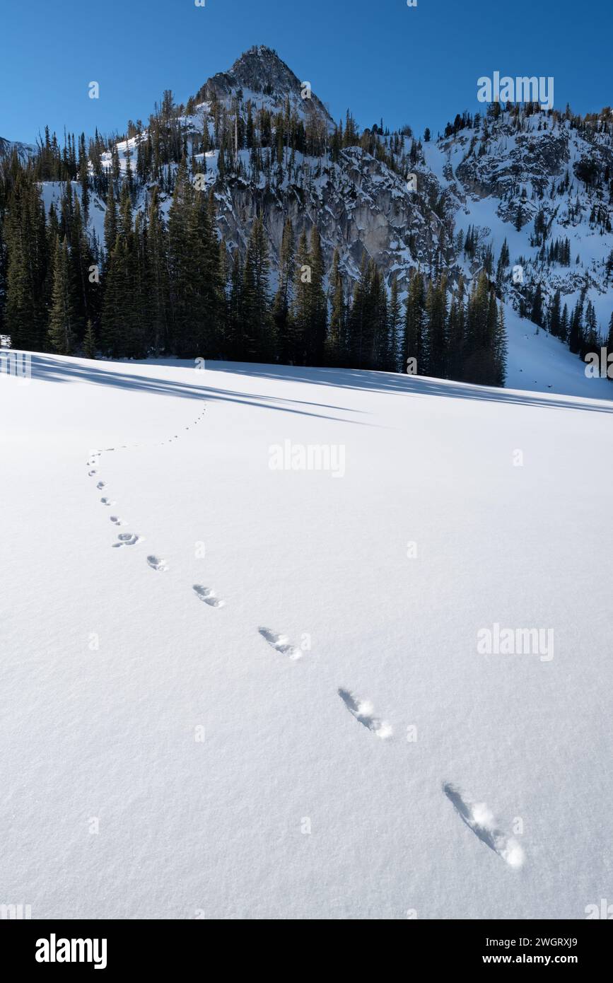 Coyote tracks, Aneroid Basin, Eagle Cap Wilderness, Oregon Stock Photo ...