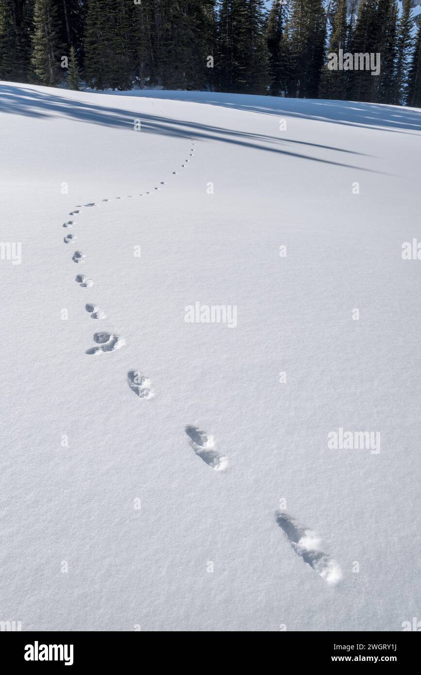 Coyote tracks, Aneroid Basin, Eagle Cap Wilderness, Oregon Stock Photo ...