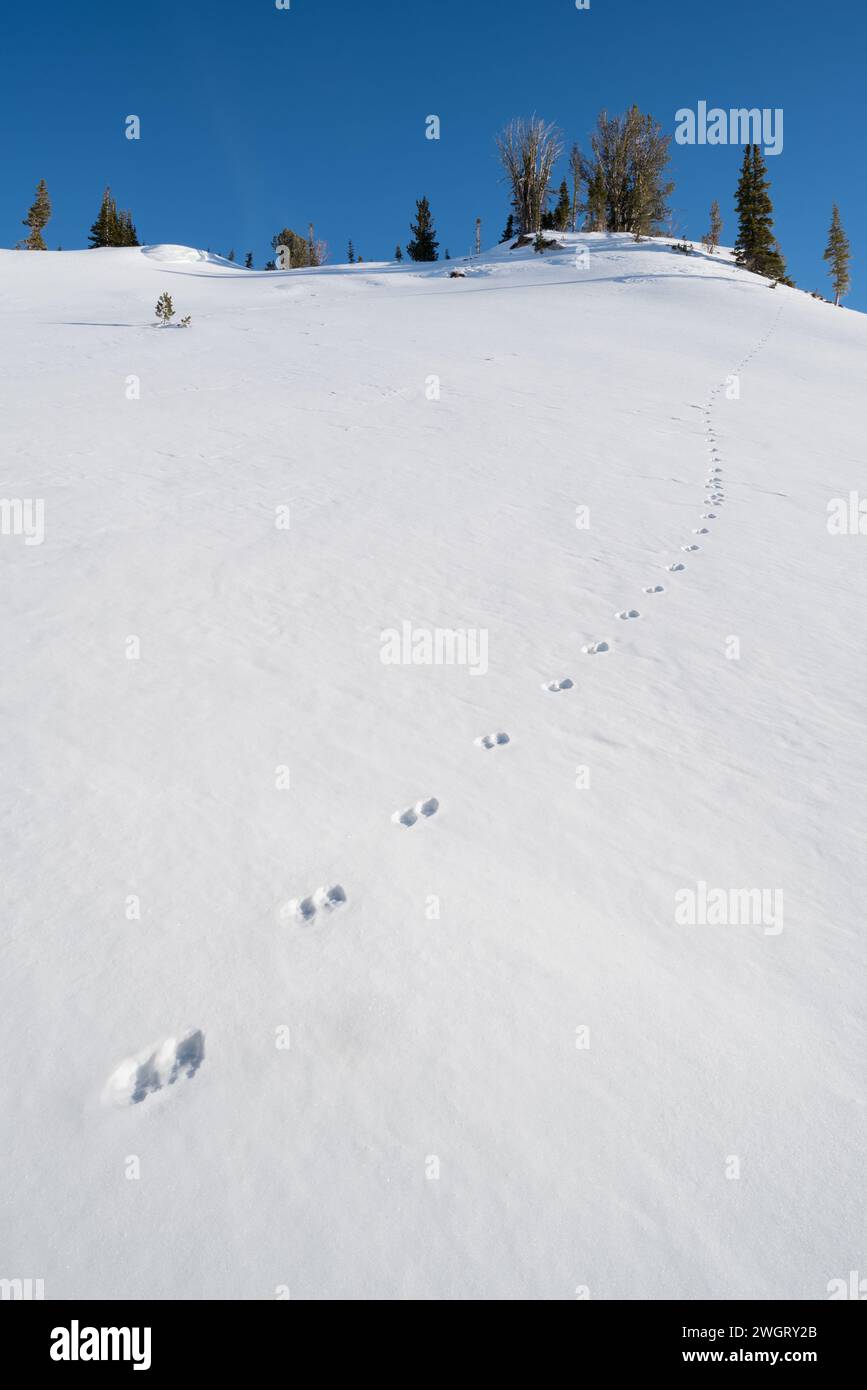 Coyote tracks on slope, Aneroid Basin, Eagle Cap Wilderness, Oregon ...