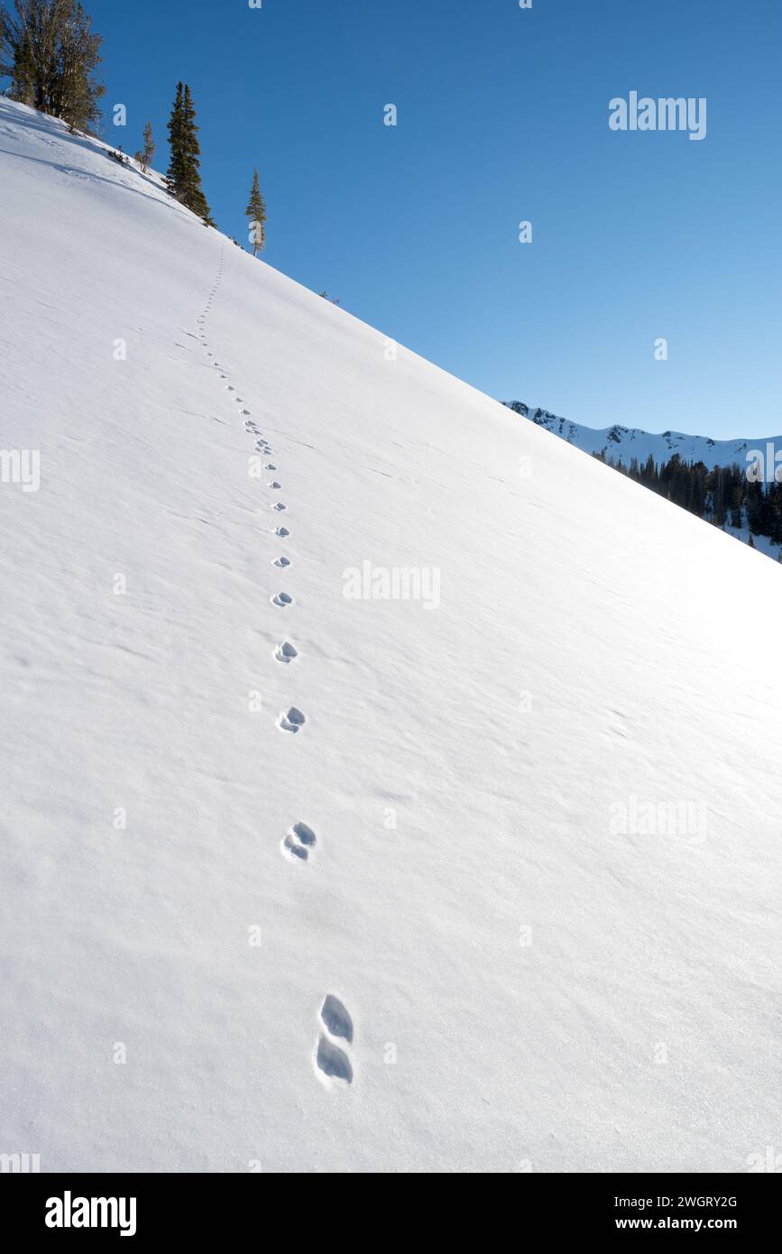 Coyote tracks on slope, Aneroid Basin, Eagle Cap Wilderness, Oregon ...