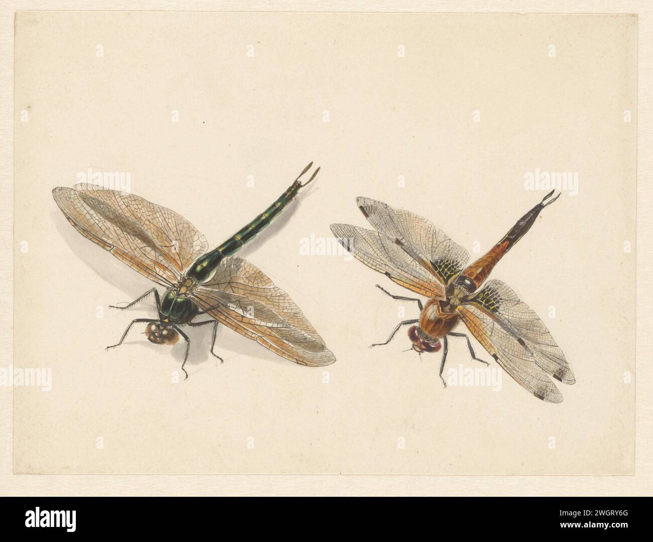 Study of two dragonflies, Albertus Steenbergen, 1824 - 1900 drawing ...