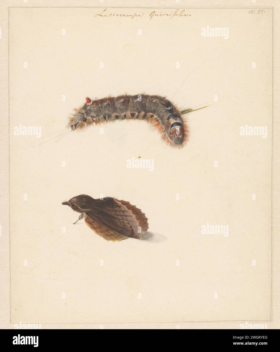 Study sheet with caterpillar and moths, lasiocampa quireifolia ...