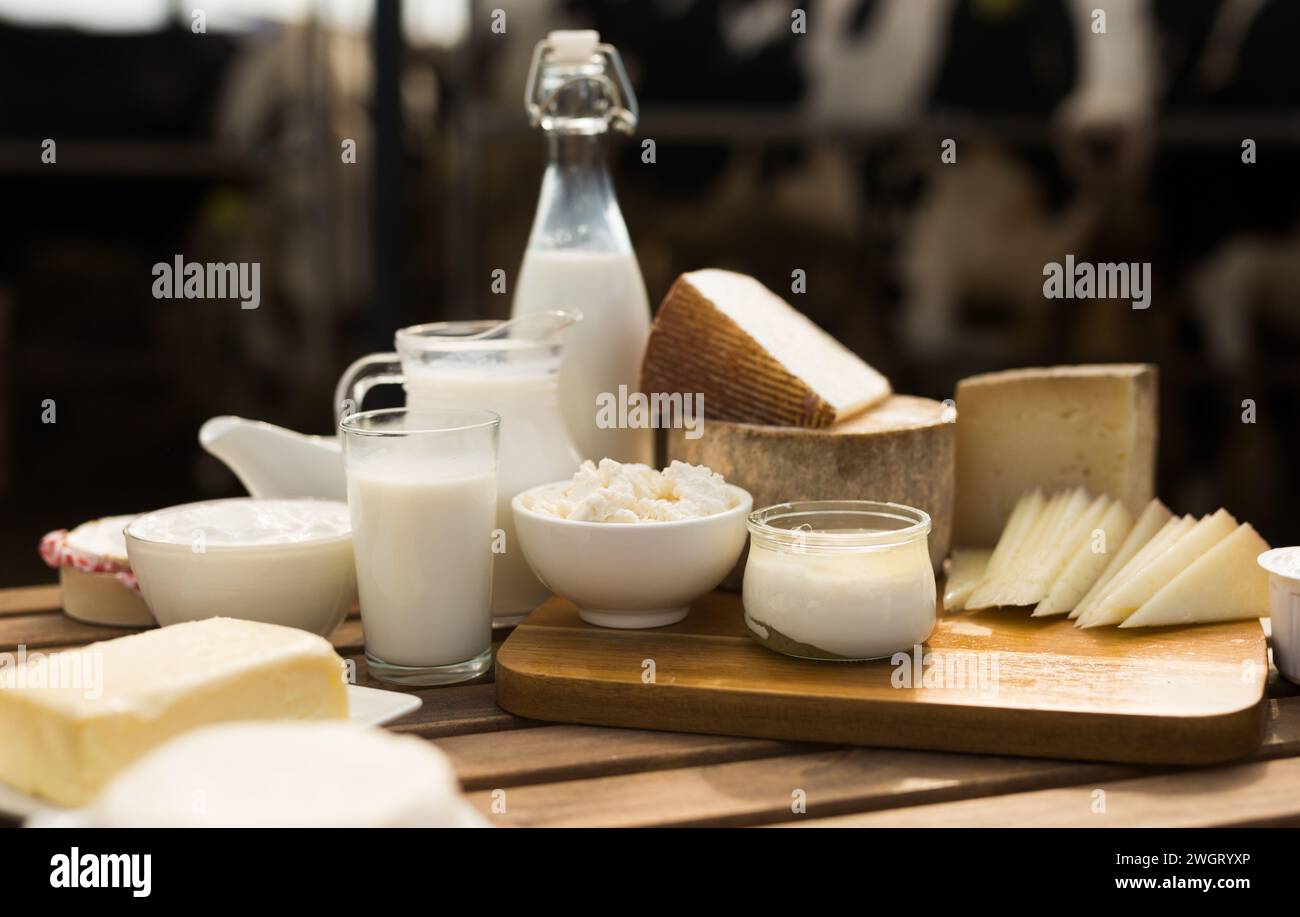 Milk, cottage cheese, cream, cheese on table against background of cows ...